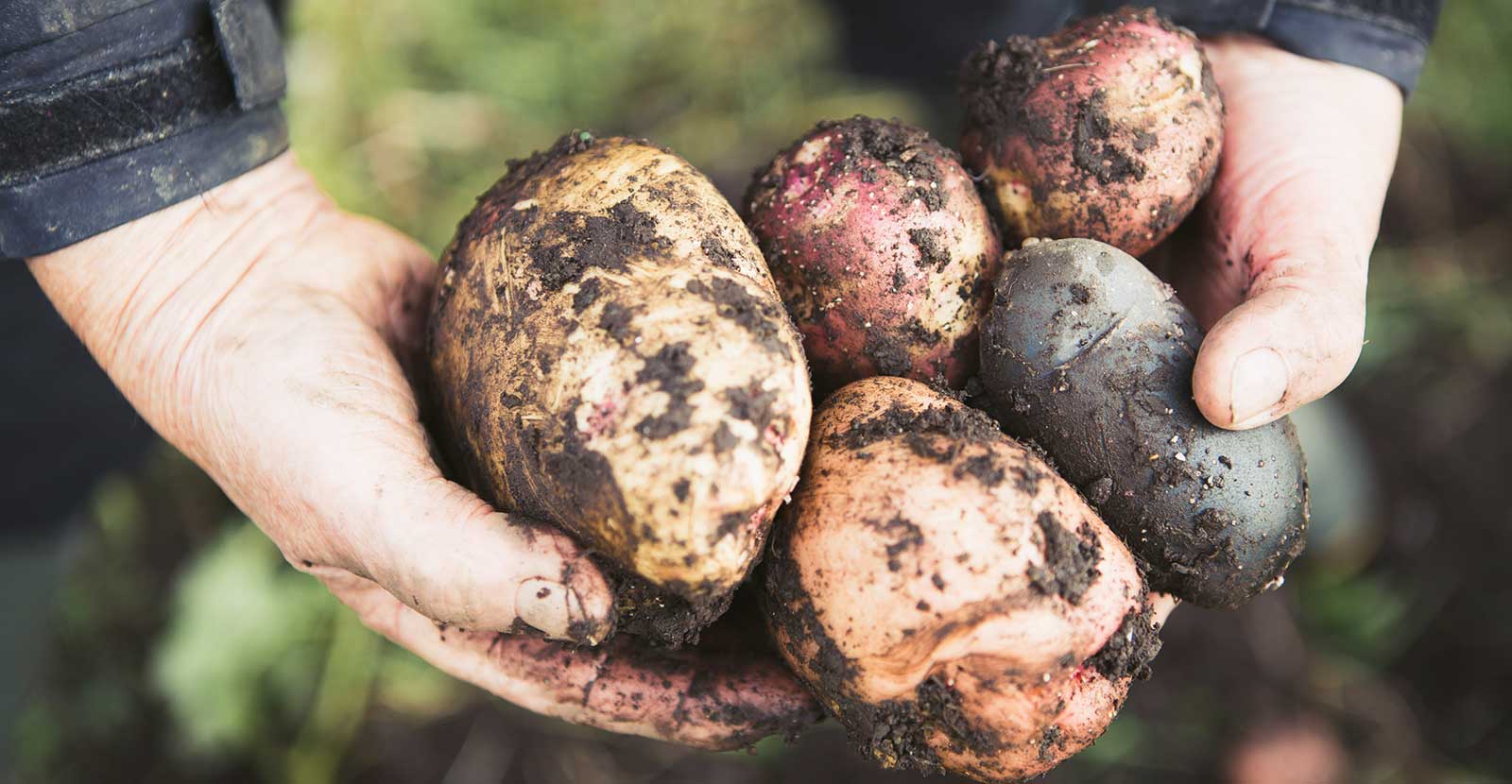 Taste of Shetland | Celebrating Shetland's exceptional food and drink