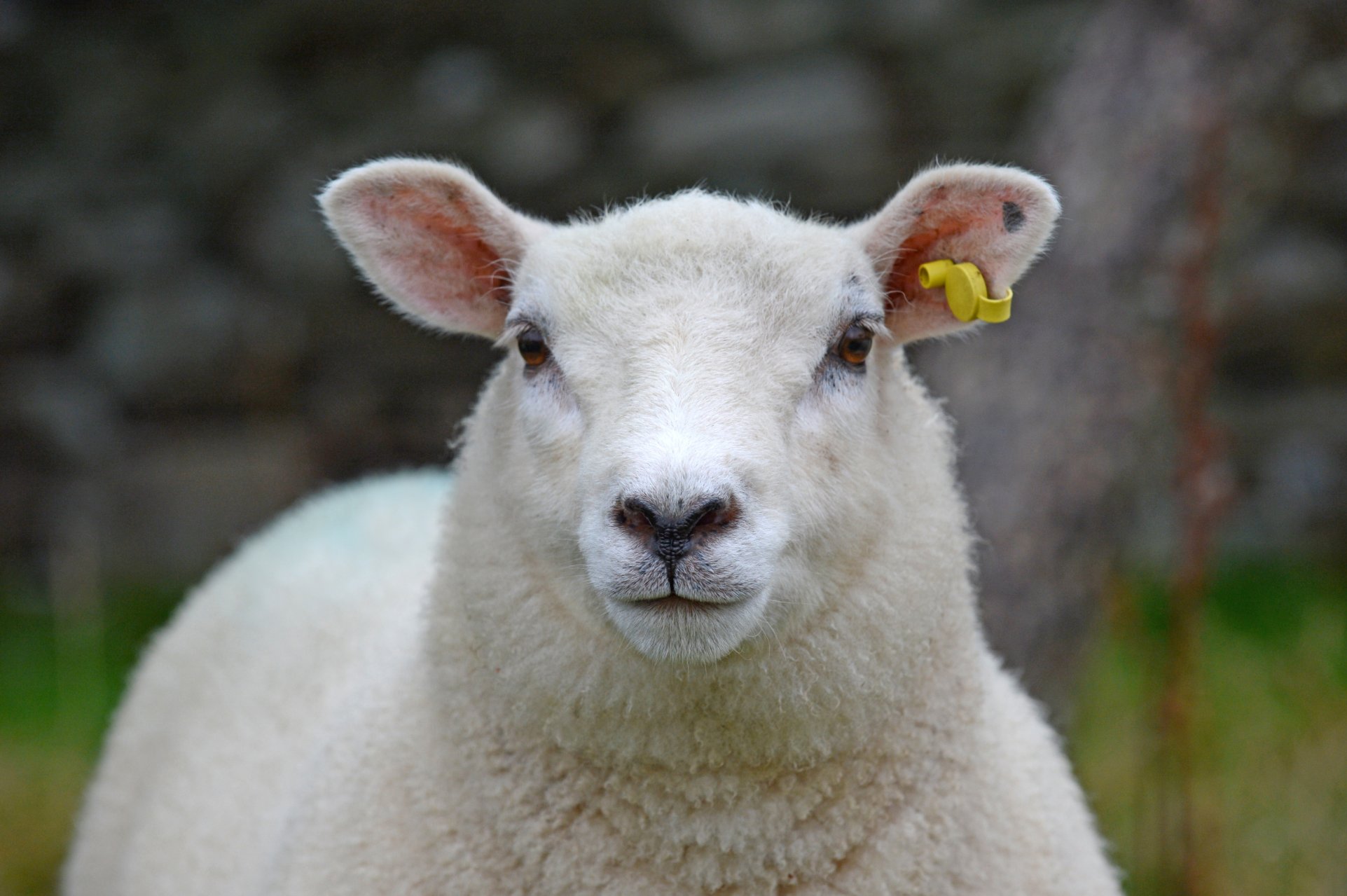 Shetland lamb film now online | Taste of Shetland
