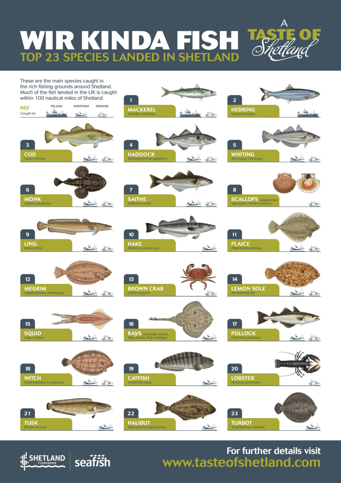 Wir Kinda Fish - Fishy Facts | Taste of Shetland