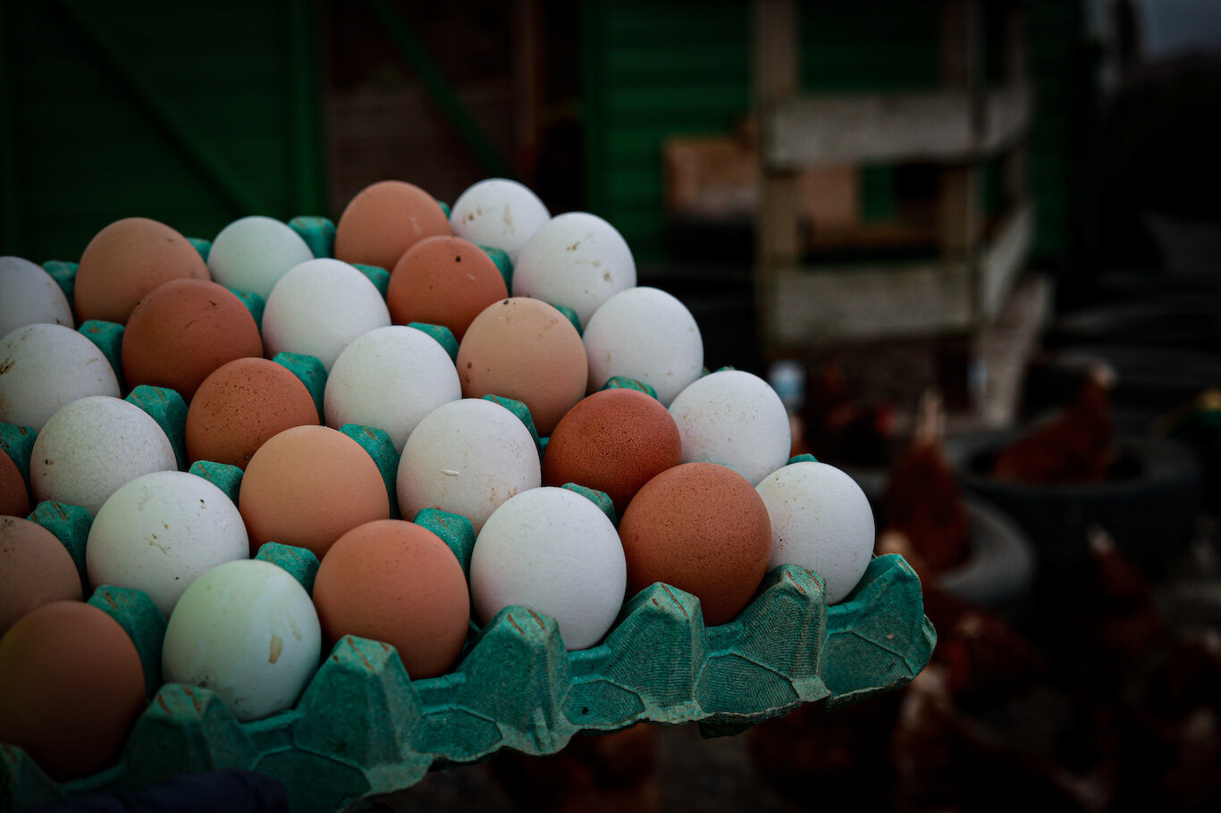 Egg-citing Adventure: Exploring Local Egg Production at Hensington ...